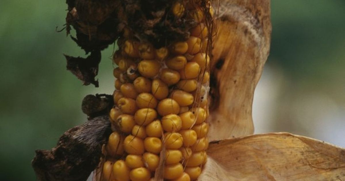 Black fungus killing world's crops as scientists warn…