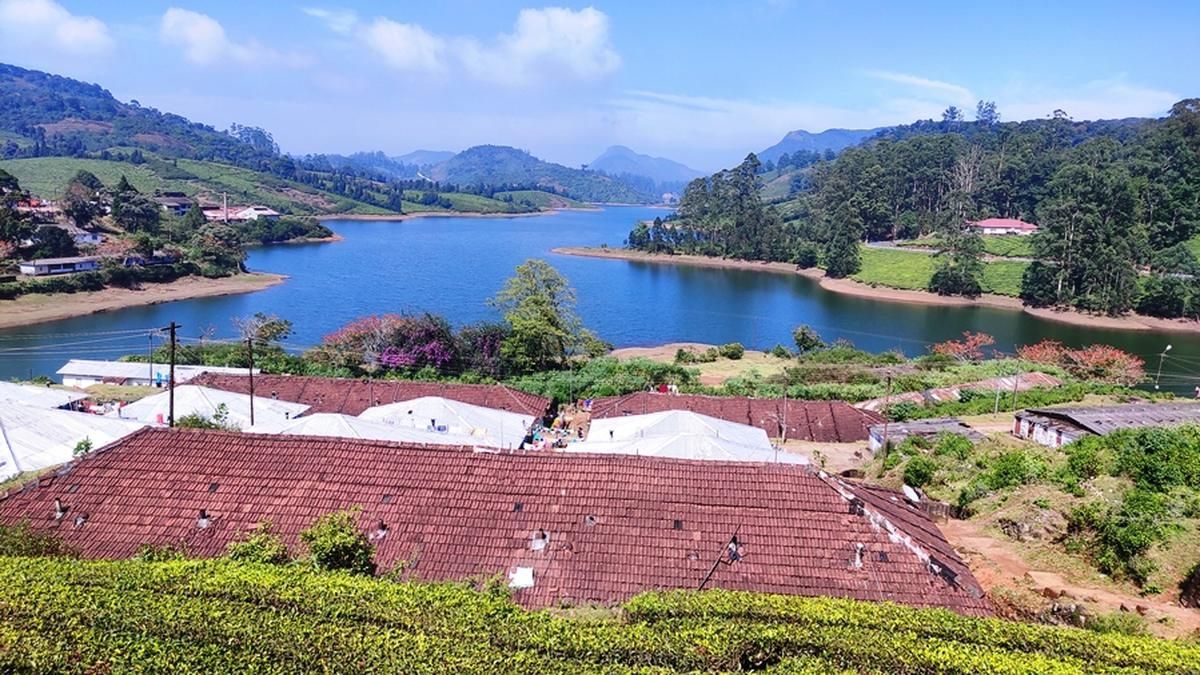 Arikompan seems to explore new habitat in Megamalai