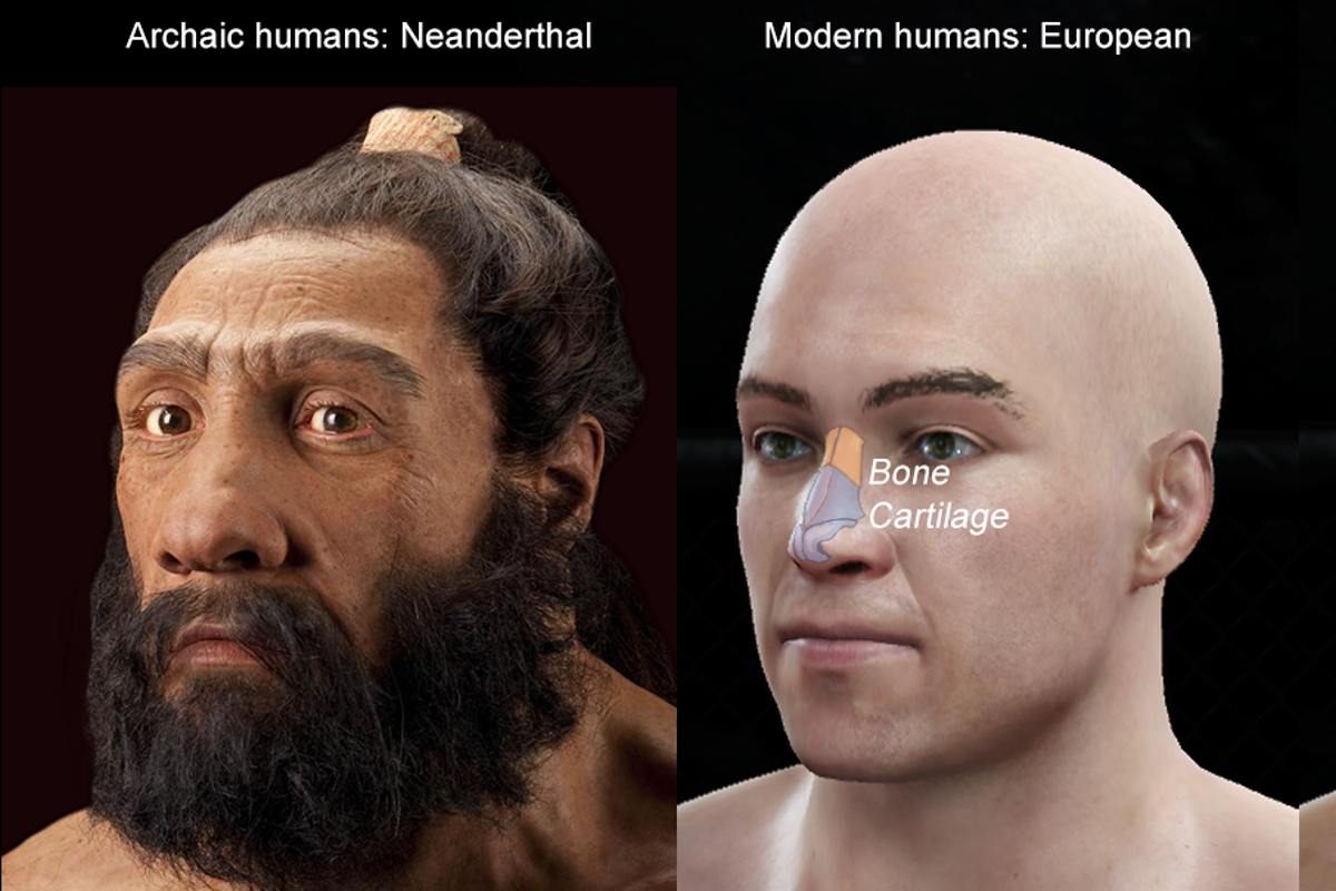 Humans may have inherited nose shape gene from…