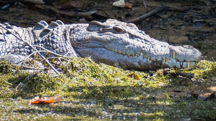New crocodile detection device, behaviour experts to…