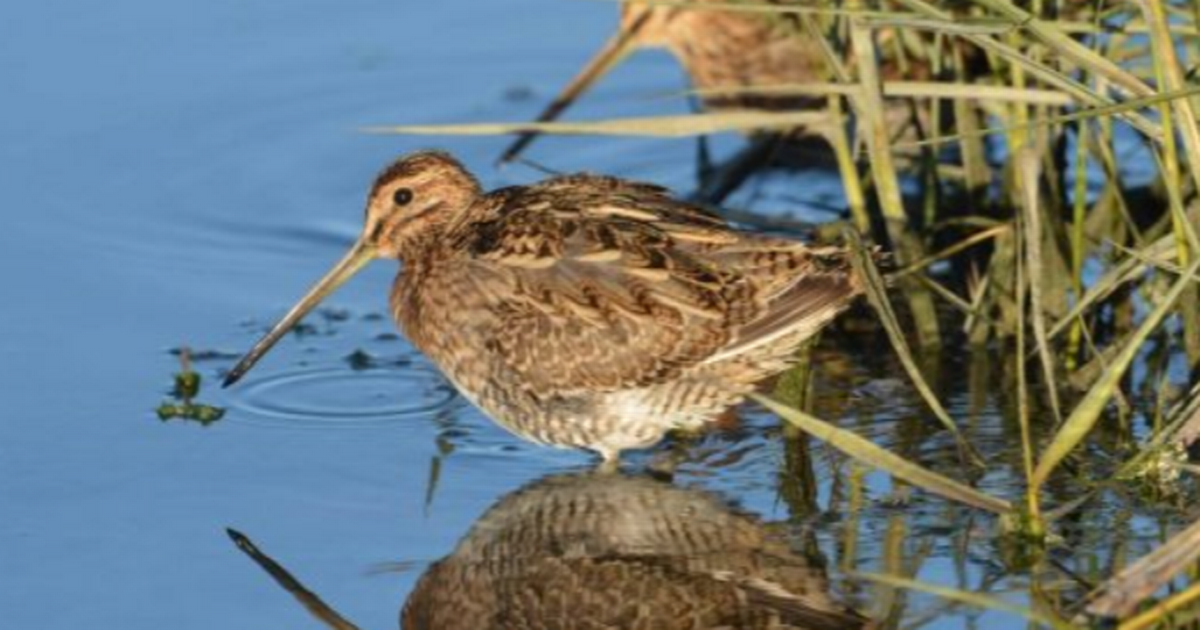 Government department allowing red and amber listed…