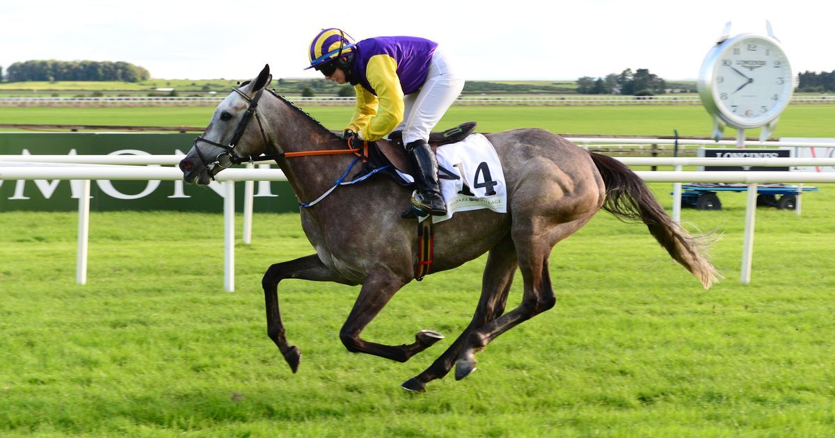 Star mare Princess Zoe removed from Tony Mullins' yard…