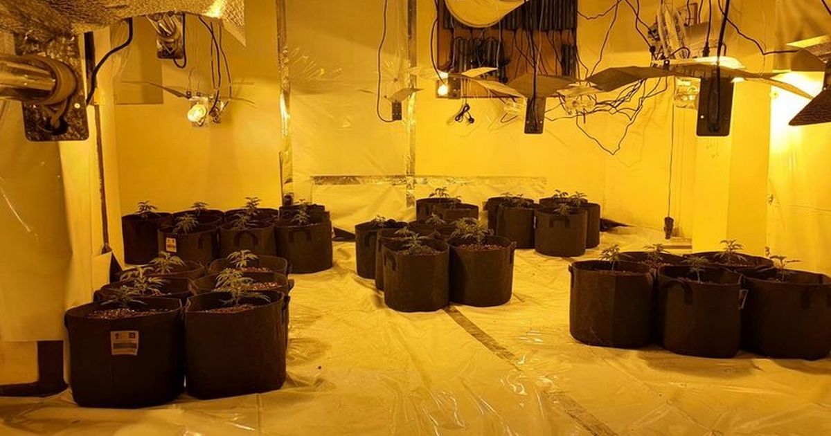 Inside huge cannabis farm hidden in derelict pub 2…