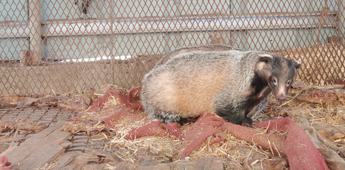 Thousands of badgers being farmed in South Korea could…