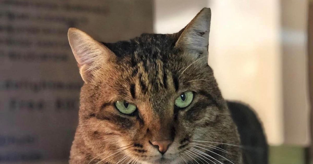 Death of beloved Scots cat who captured hearts of…