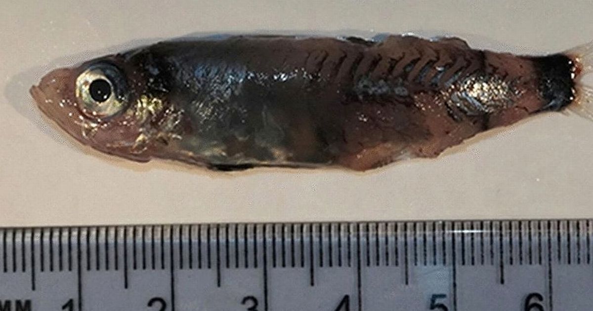 'Big little fish' species discovered by scientists