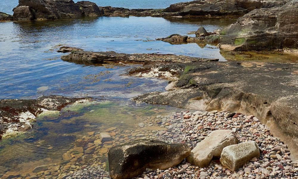 Artificial rockpools in south of England successfully…
