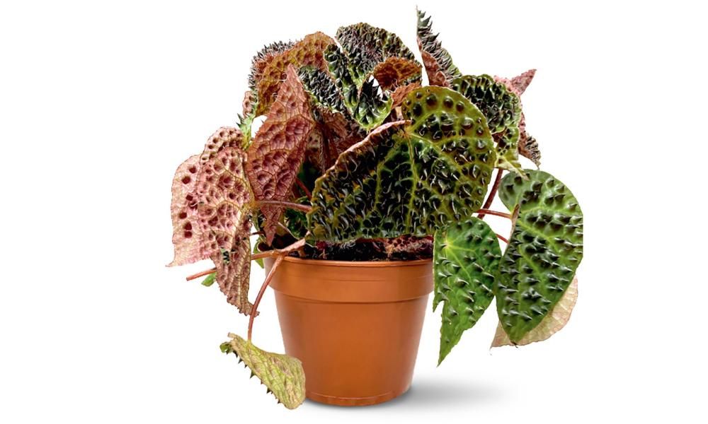 Houseplant of the week: fierce begonia