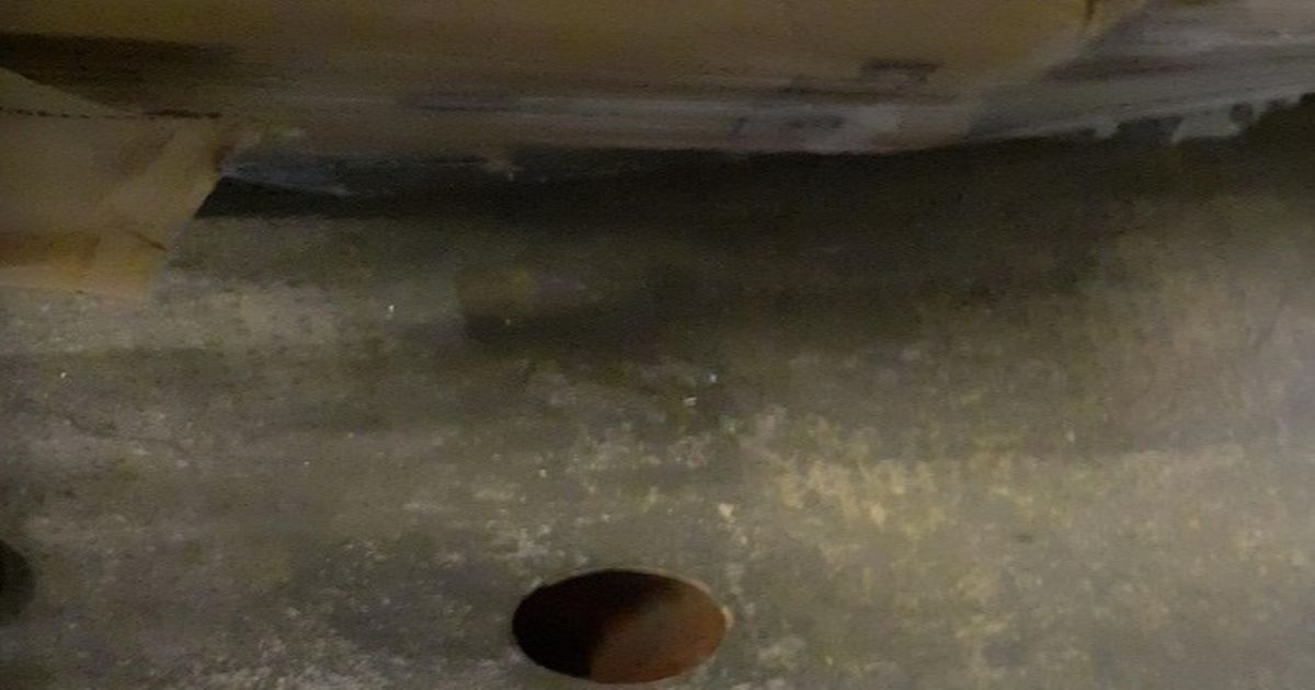 Cardiff supermarket had rodent urine and faeces and…