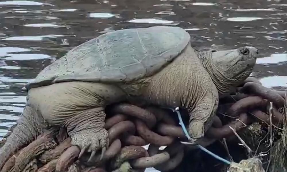 Chonk the snapping turtle delights locals with Chicago…