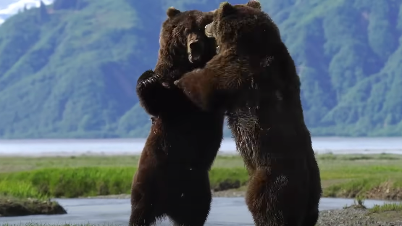 Watch as 2 male Alaskan grizzly bears fight in an epic…