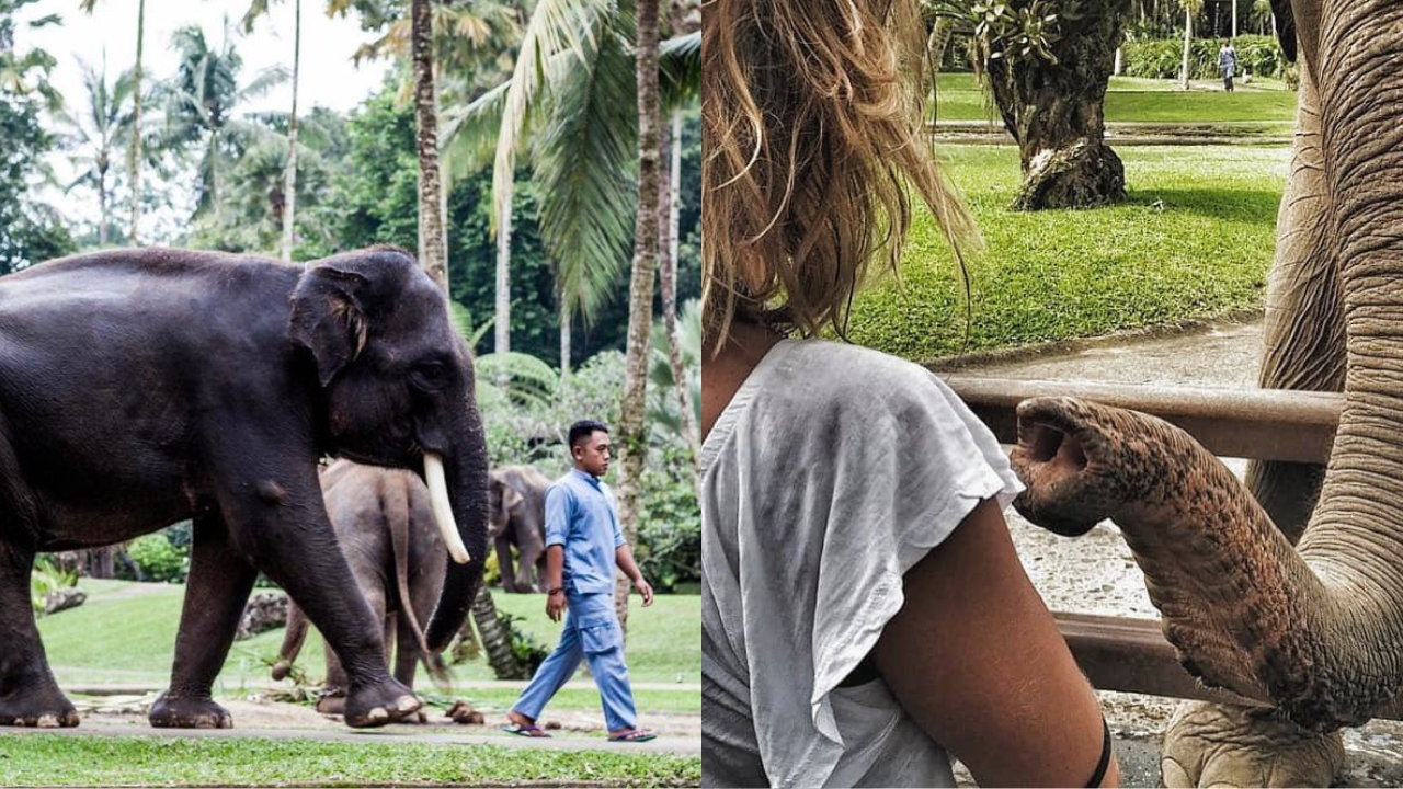 A Tourist In Bali Had To Get Emergency Surgery After…