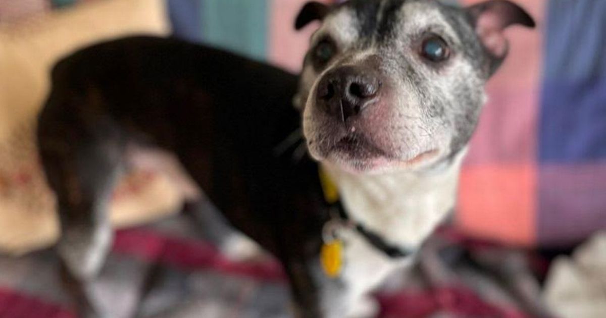 Dog sanctuary's oldest pooch named Bruno is desperate…