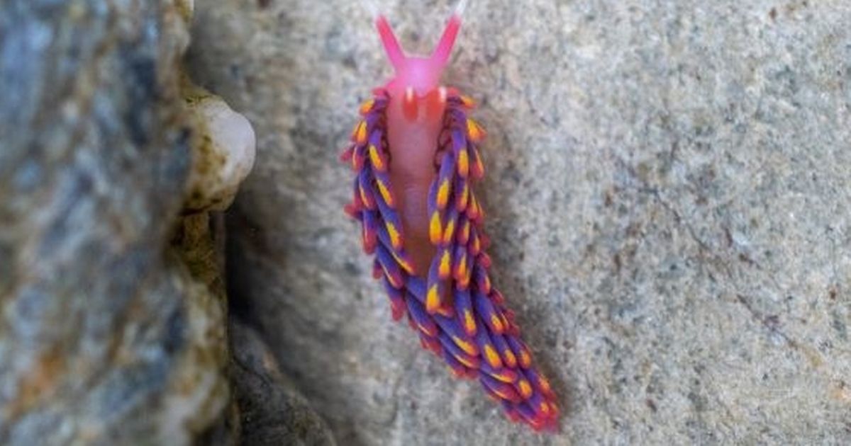 'Very rare' and mysterious creature that looks like a…