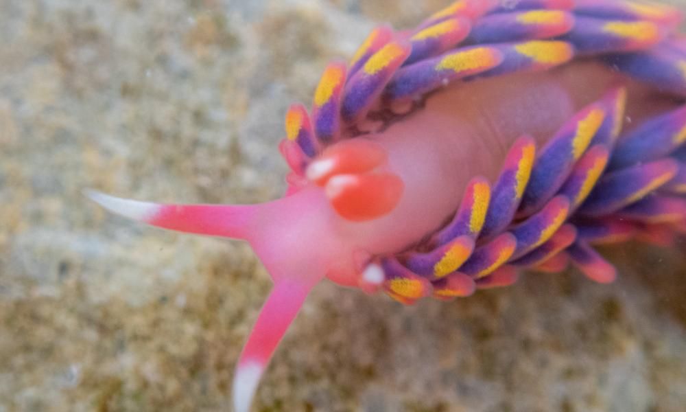 Rainbow sea slug found in Falmouth rock pool indicates…