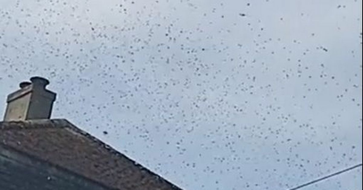 'Terrifying yet amazing' swarm of bees invades town…