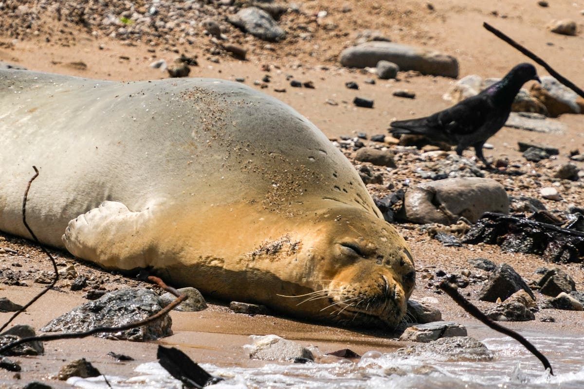 A rare, endangered seal named Yulia basks on Tel Aviv…