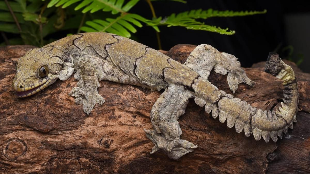 Mizoram records new parachute gecko