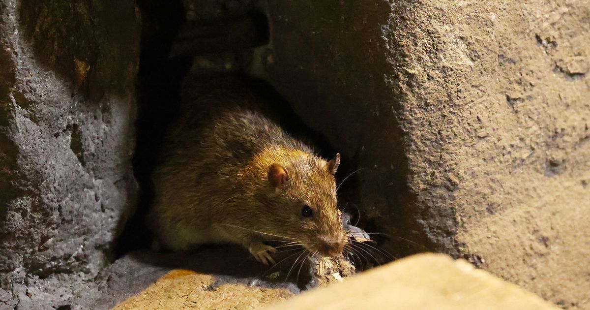 The North East's rat hotspots revealed as Newcastle's…