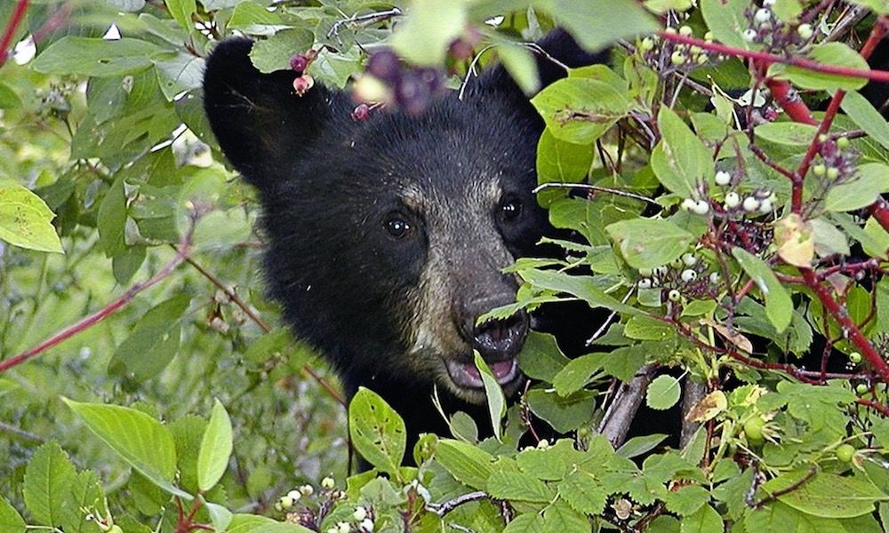 Mother and son who killed two bear cubs pay for…