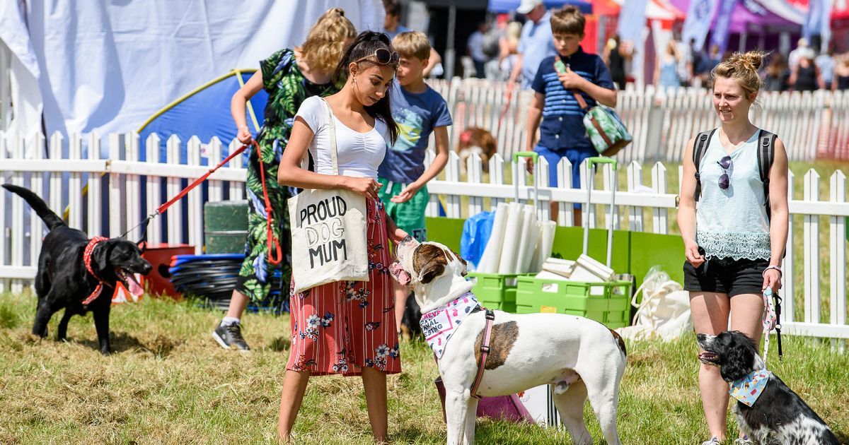 DogFest 2023 returns to Tatton Park for paw-some…