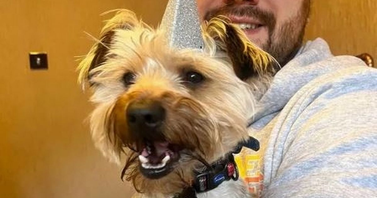 Dog owner devastated after beloved Yorkie escapes…