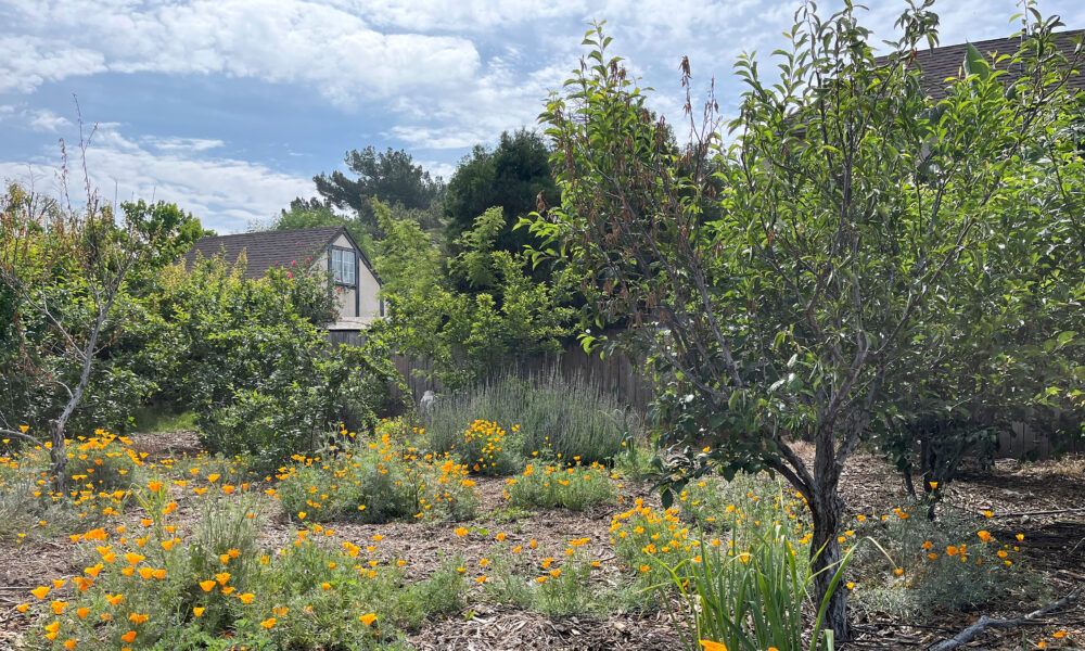 The Orchard Amid Concrete