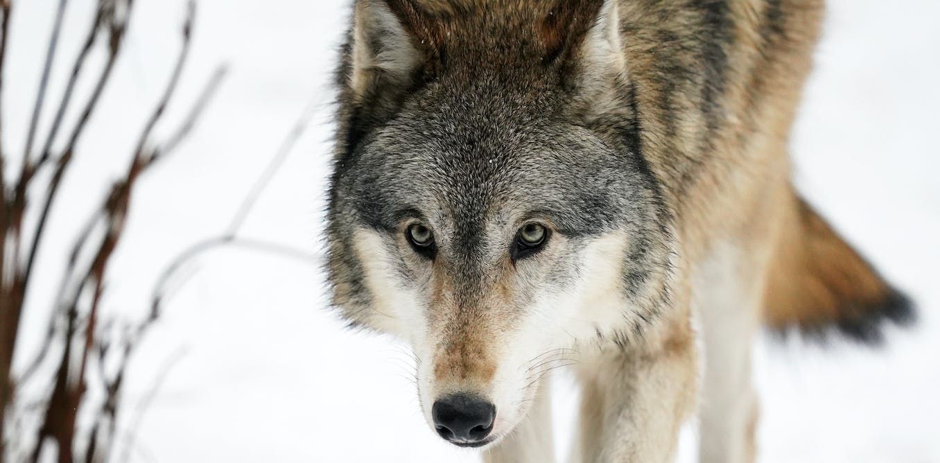 When wolves move in, they push smaller carnivores…