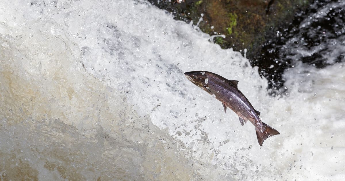 Action needed to save Scotland's wild salmon following…