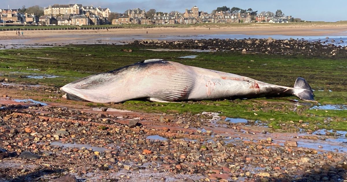 Seven dead whales wash up on UK beaches as experts…