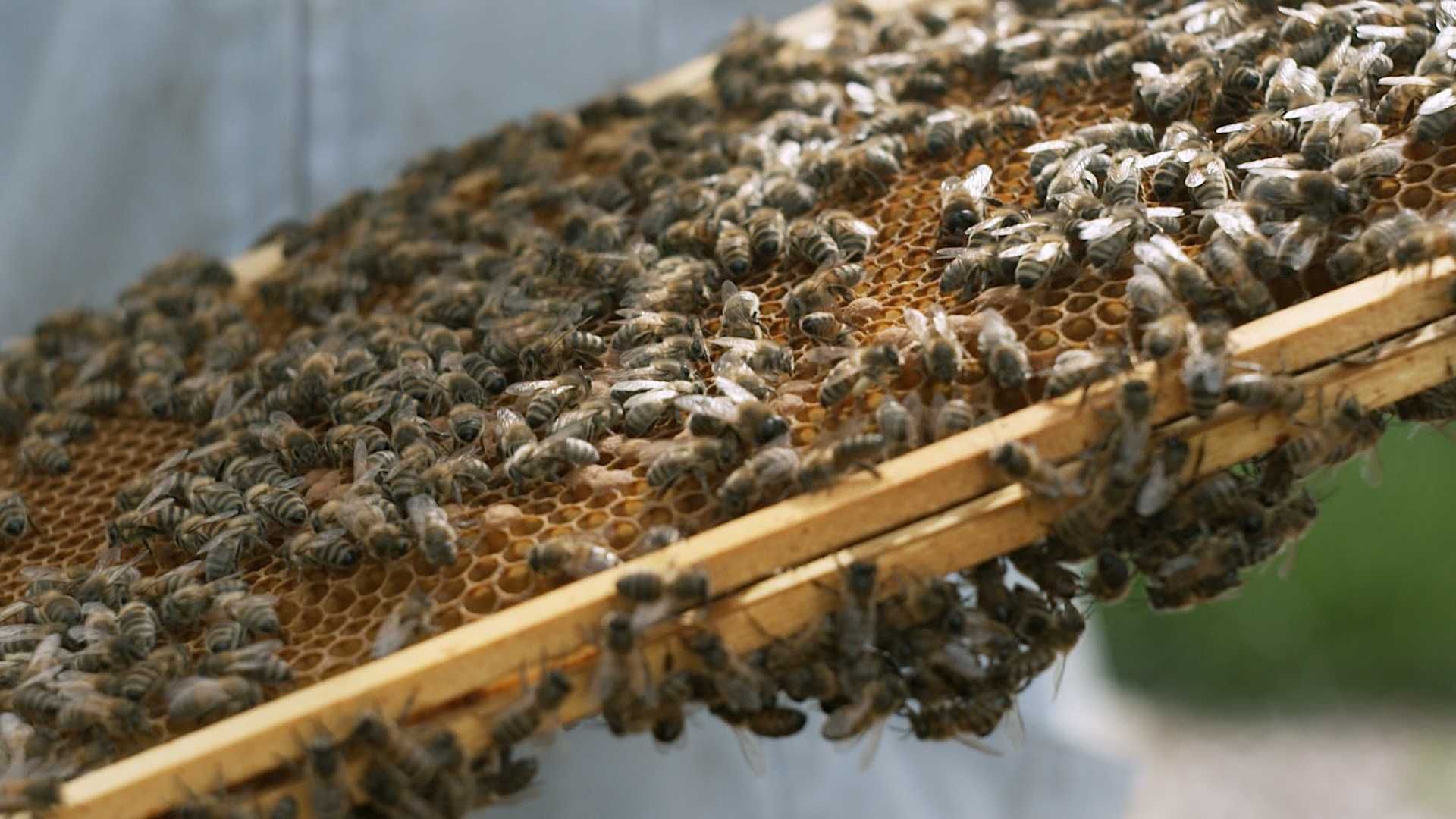 Bentley Honey Production Expands With 7 New Hives…