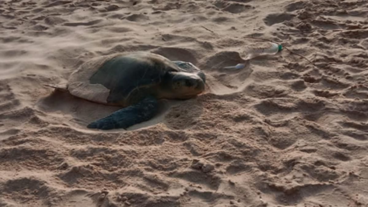 Olive Ridley hatching season ends on happy note, over…