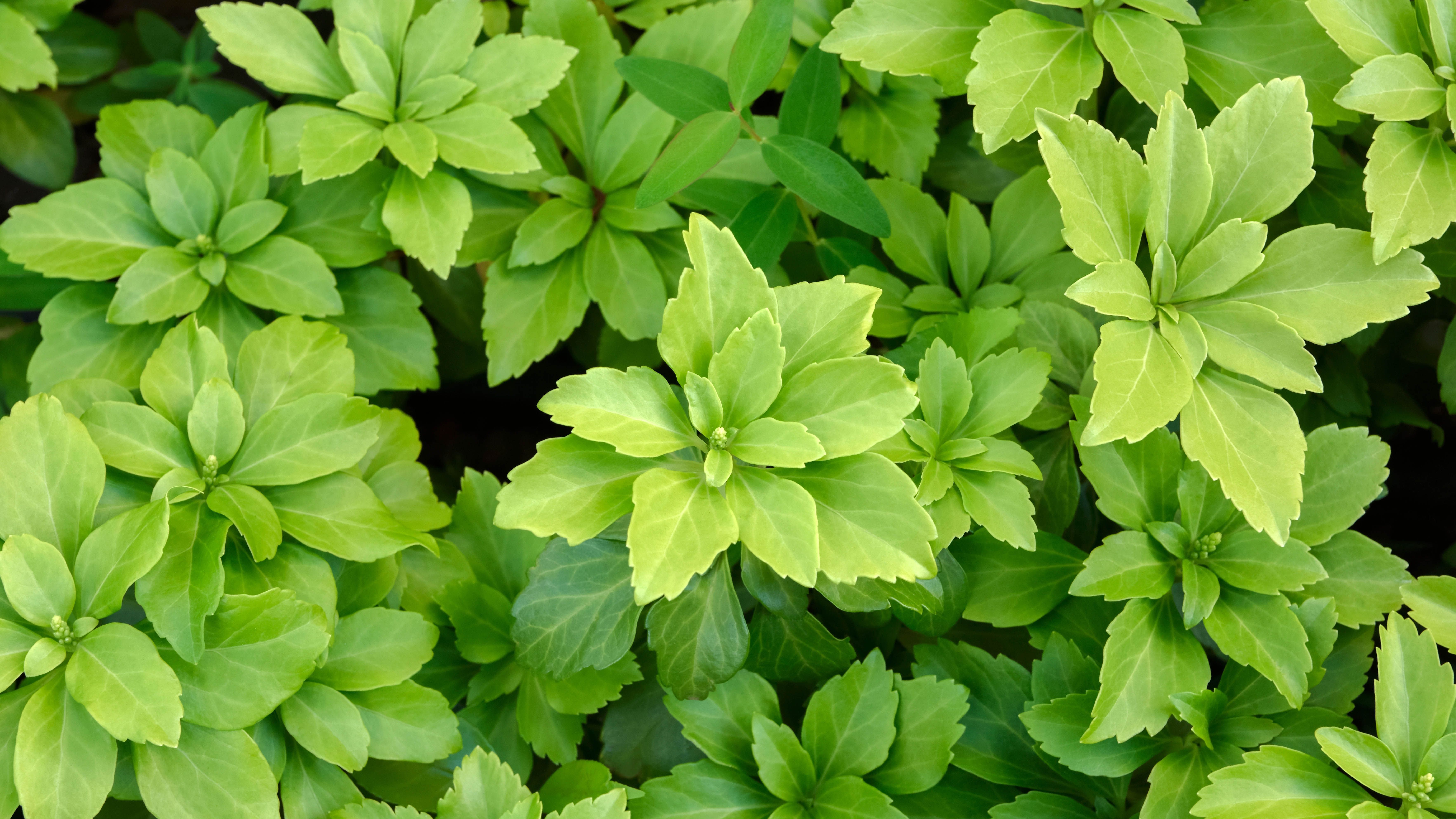 7 invasive plants to keep out of your yard