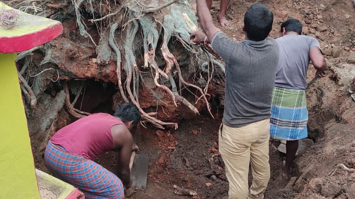150-year-old sacred neem tree in Tiruvallur temple…