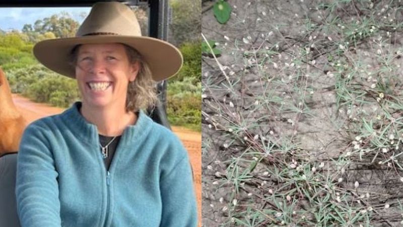 Wire-stem chickweed discovered in Victoria for the…