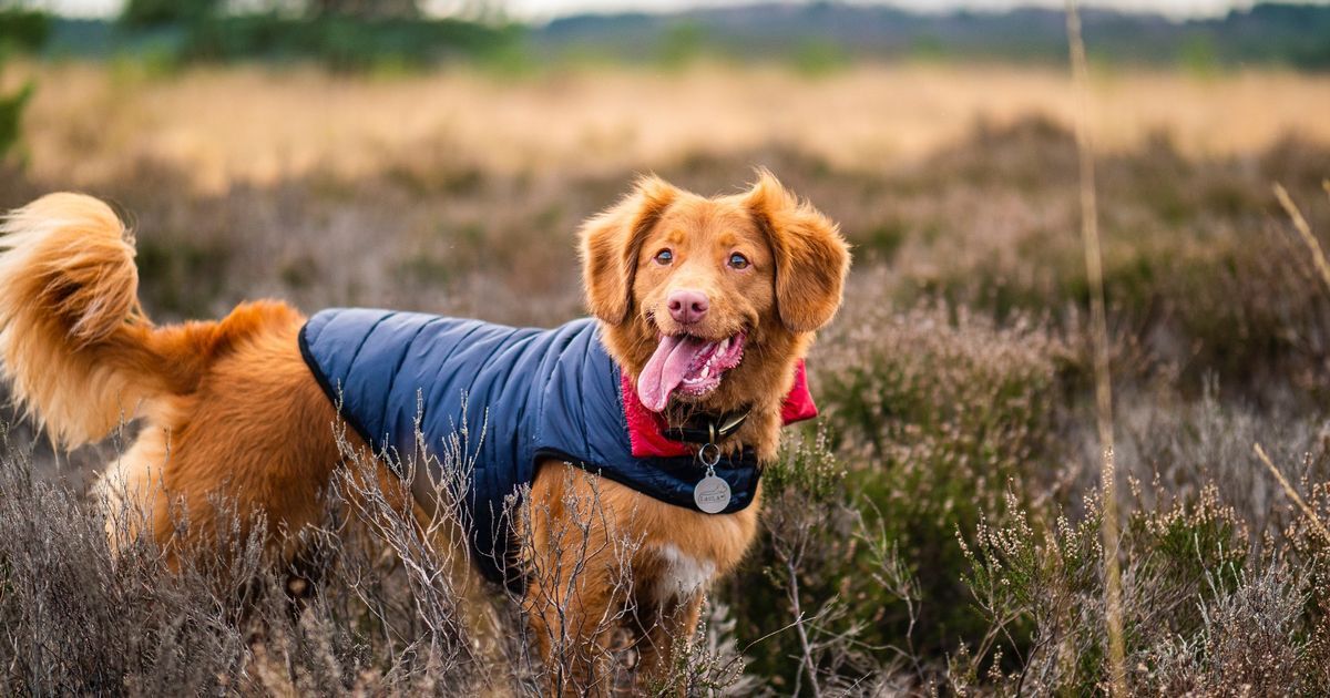 The best dog walks in Greater Manchester ending with a…