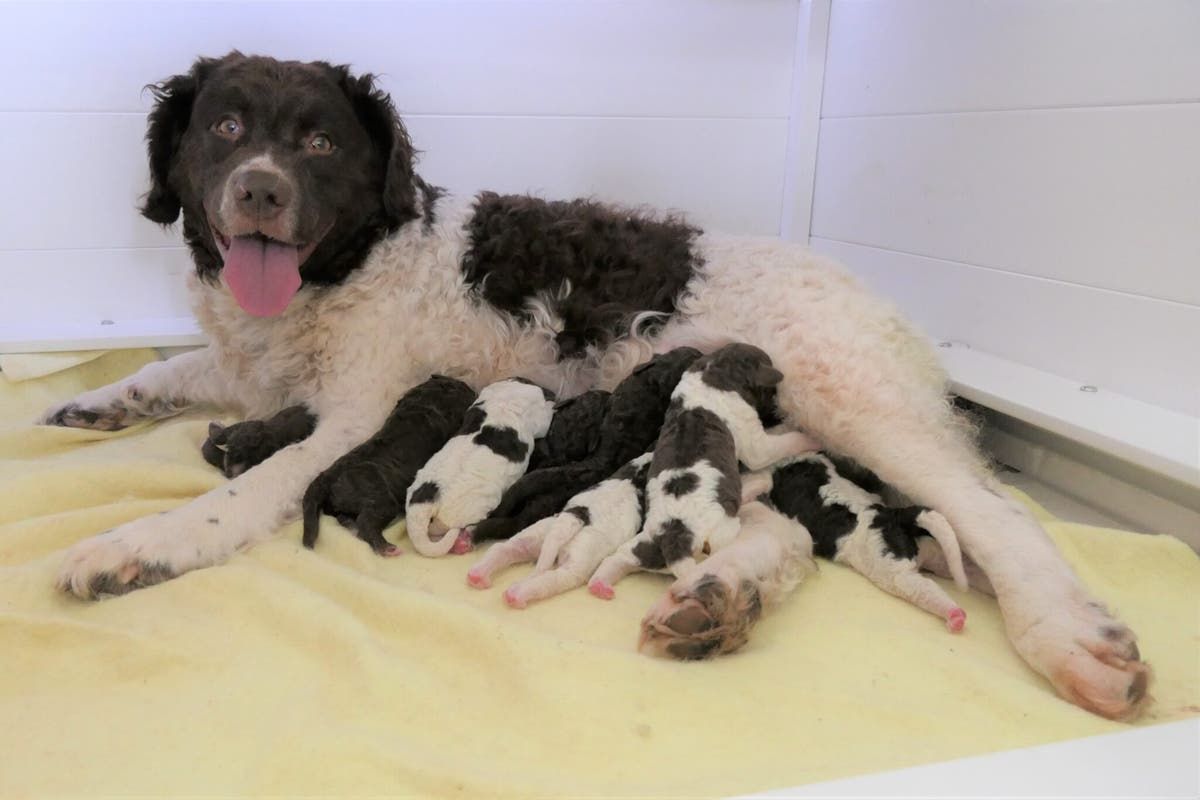UK’s first puppies of rare dog breed triple population…