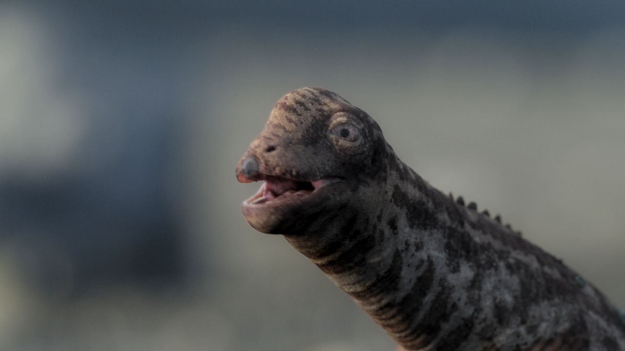 Prehistoric Planet: What To Know Before You Watch The…