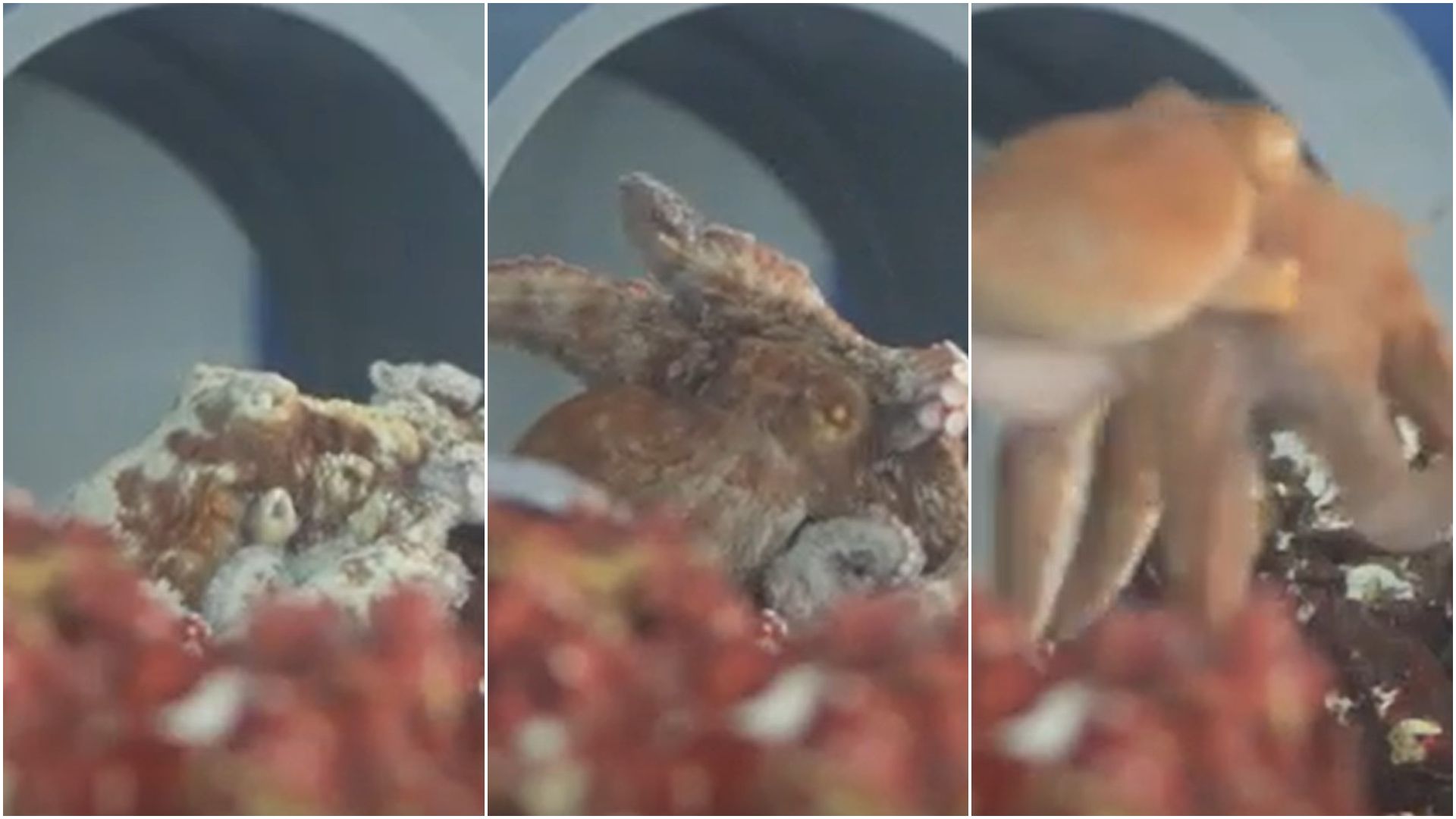Watch an octopus waking up from what scientists think…