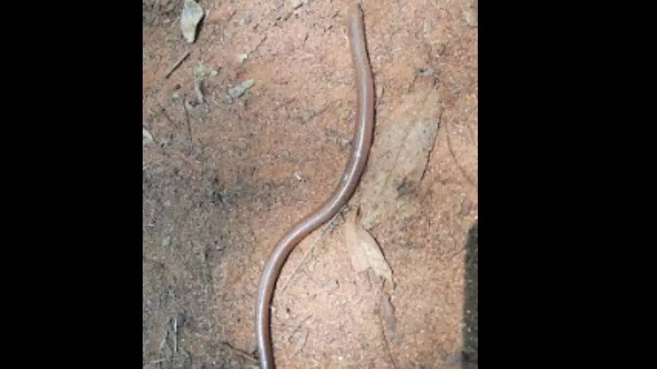 Elusive Barkudia limbless skink discovered at…