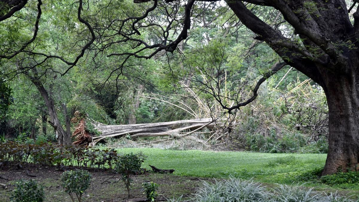 38 trees uprooted in Cubbon Park after Sunday’s…