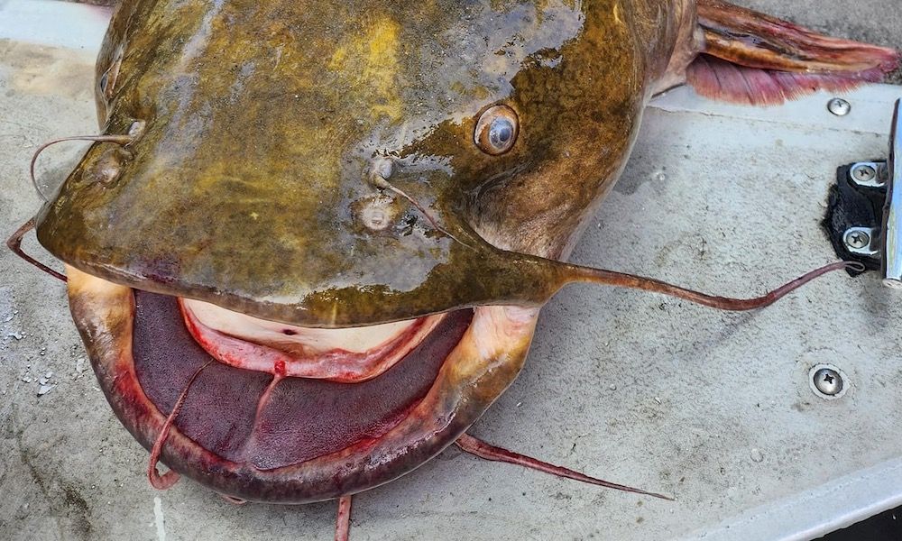 Angler catches ‘certified river monster,’ just as he…