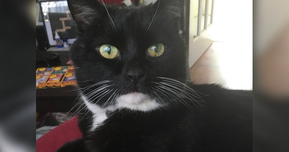 Warning to cat owners after woman ignored worrying…