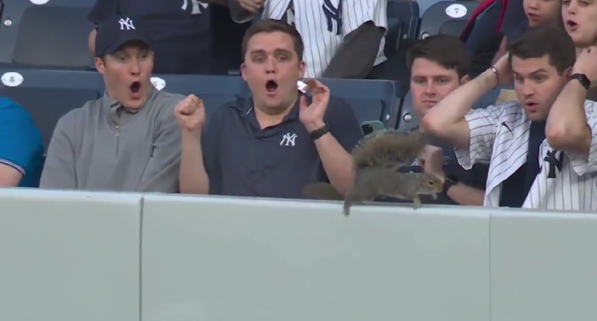 These Yankees fans were comically stunned to see a…