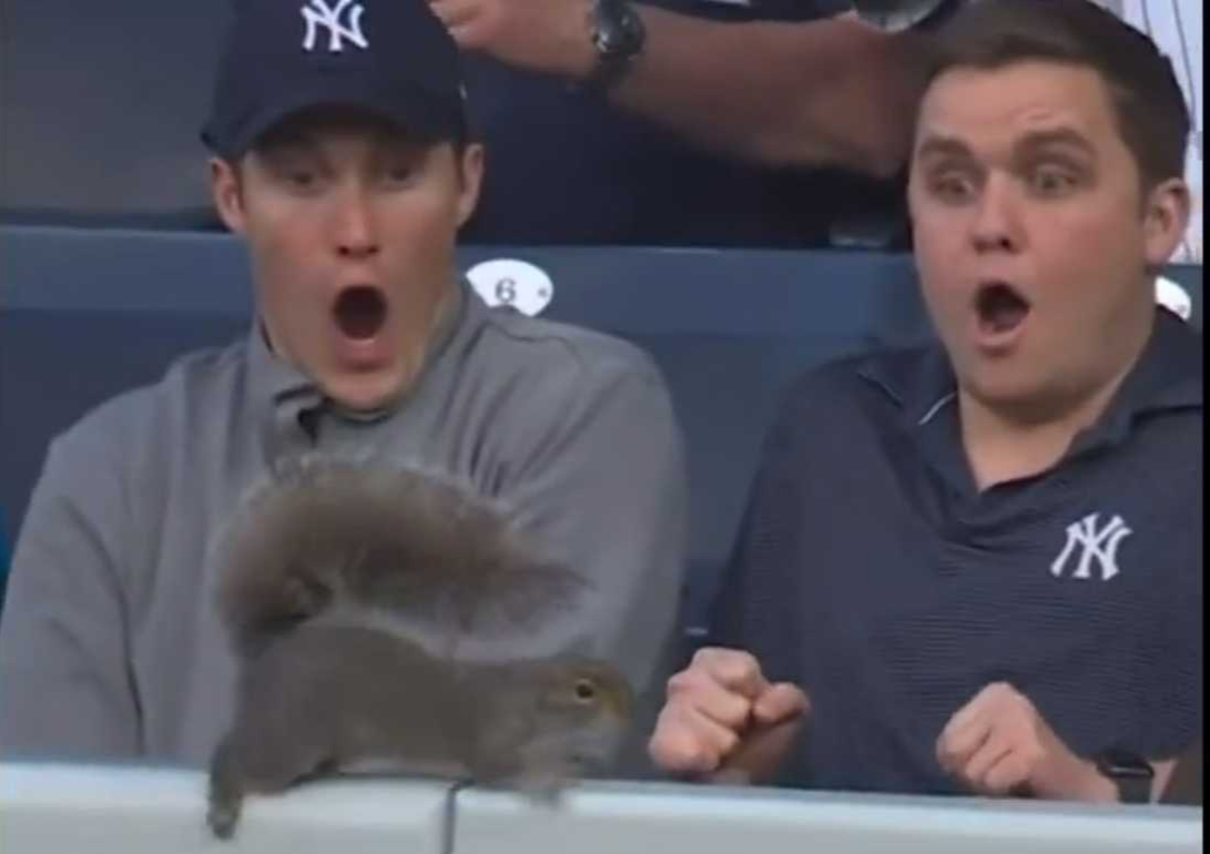 The Yankees fans terrified by a squirrel have…