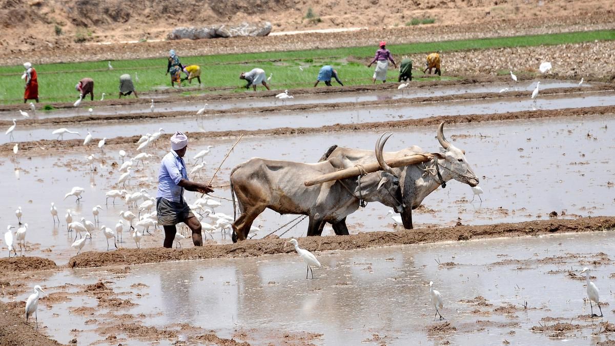 Agricultural activity gains traction in Mysuru owing…