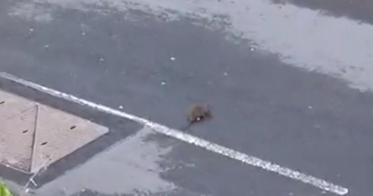 'Plague of rats' caught on video is terrorising homes…