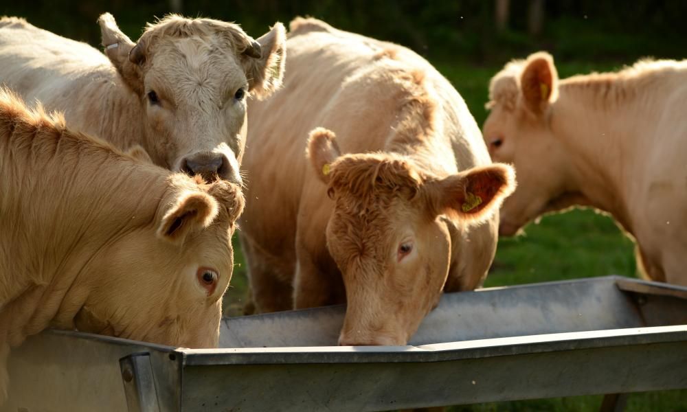 A few wise words have stopped me eating like a…