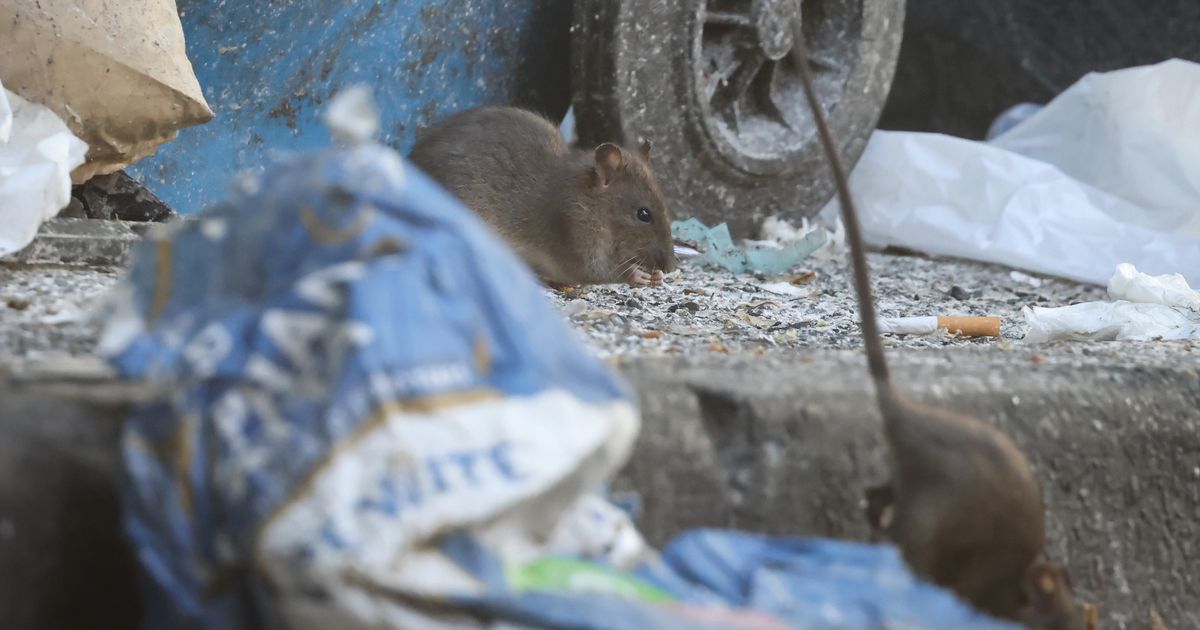 Grim images show vermin FEASTING on rubbish dumped in…