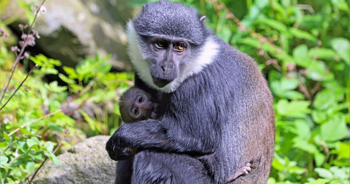 Adorable baby monkey born at Edinburgh Zoo visitors…